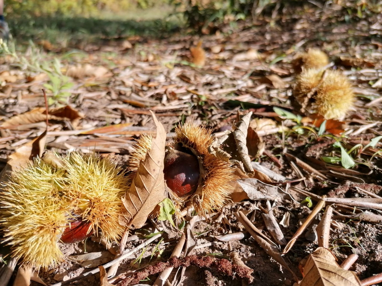 Castagne, castagnaccio e pan di bosco - Pan di Via Trekking ...