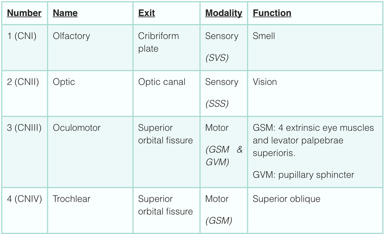 Cranial nerves - NeurologyNeeds.com