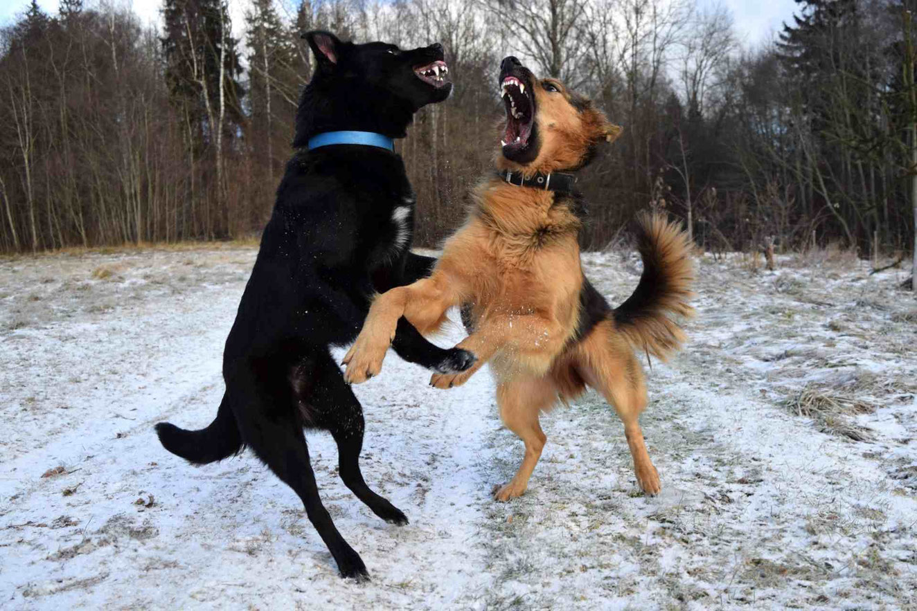 Ihr Hund beißt oder droht? - Hundeschule Landhaus