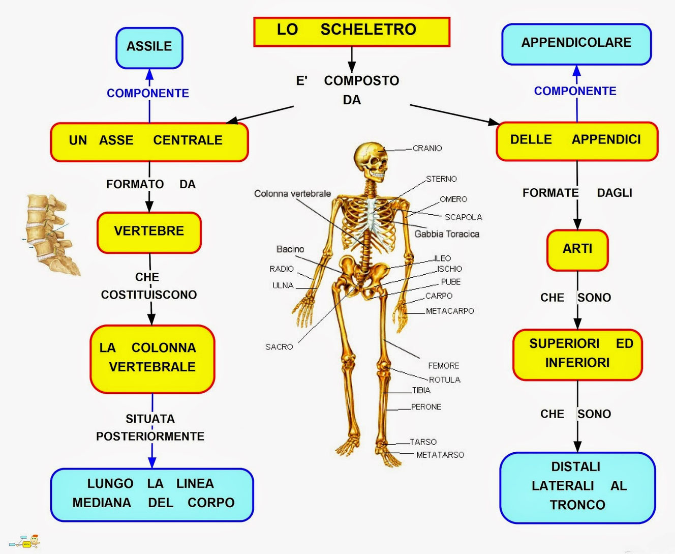 Apparato Locomotore - Benvenuti su macromicro8!
