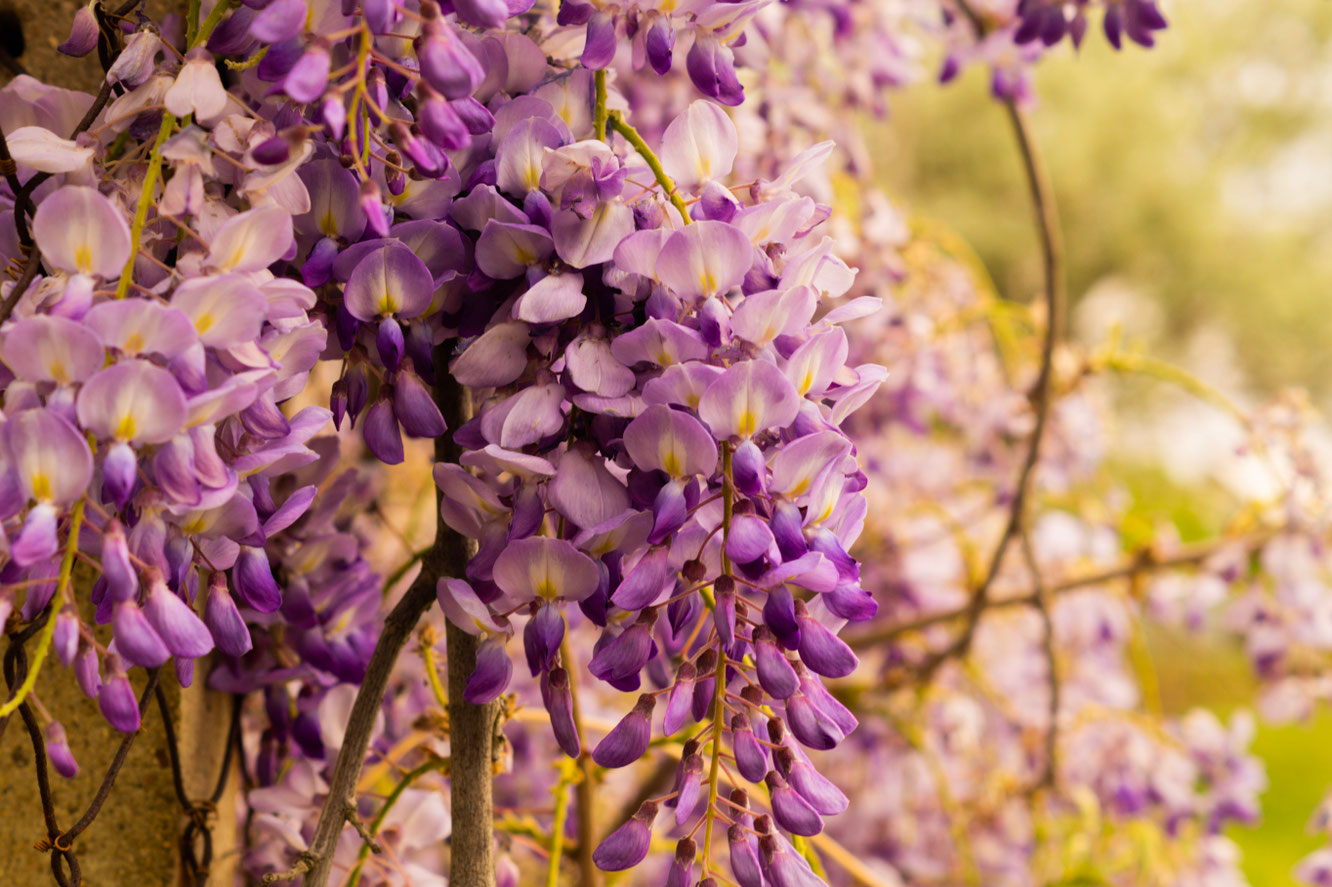 10 klimplanten soorten: welke klimmers in de tuin? - Lindaschrijfthetop.nl