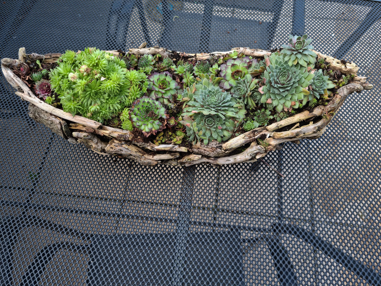 Welke vogel wroet in aarde en haalt plantenbak overhoop ...