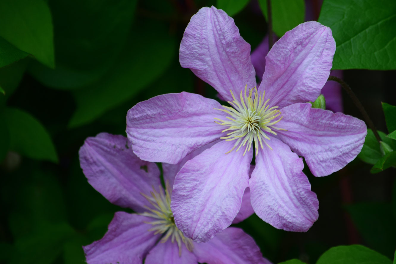 10 klimplanten soorten: welke klimmers in de tuin? - Lindaschrijfthetop.nl