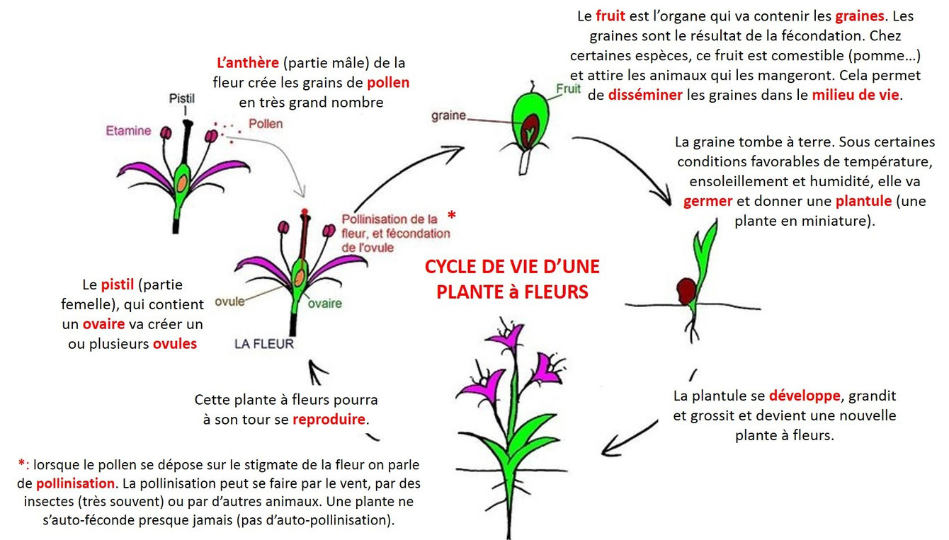 La reproduction sexuée animale et végétale - Site de cours de collège ...