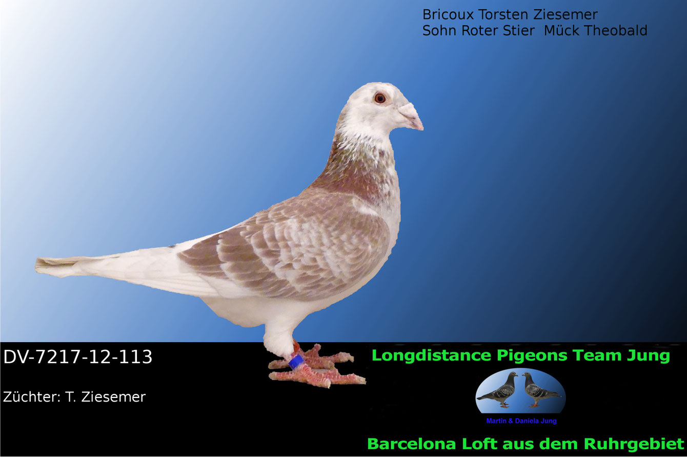 Die alten Delbars der Cäsar und Barcelona Linie - longdistance-pigeons-jung