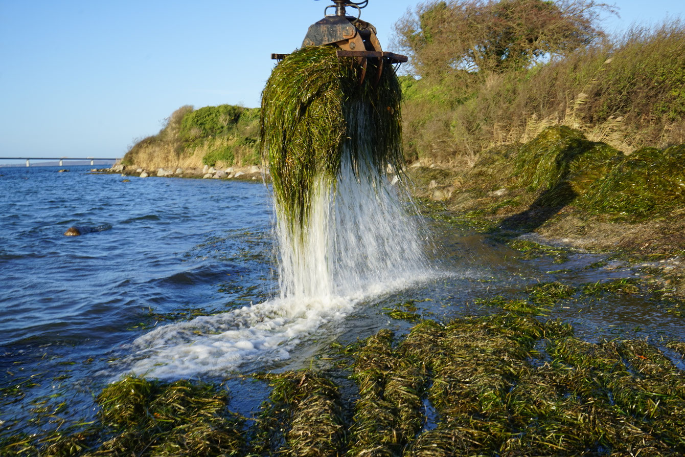 Ausflug ins Seegrasland - ökologisch dämmen mit Seegras