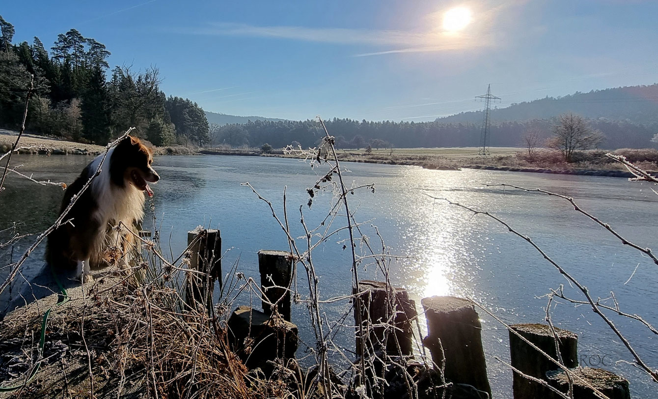 Pauli - Australian Shepherds RoC