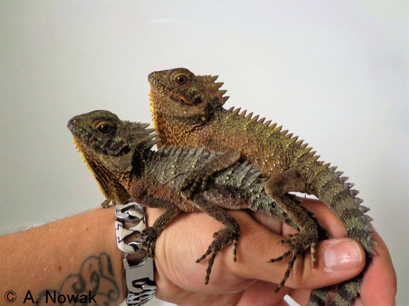 Hypsilurus dilophus - Zucht und Haltung australischer Warane und Echsen