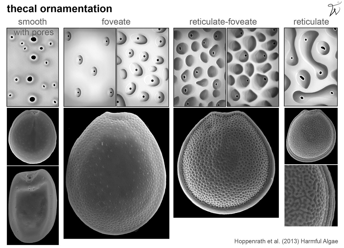 Identification help for marine benthic Prorocentrum species ...