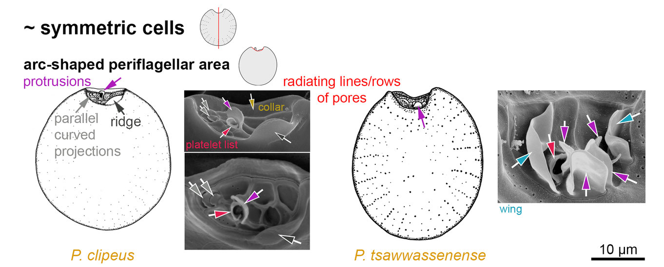 Prorocentrum ident spp pages - dinophytas Webseite!