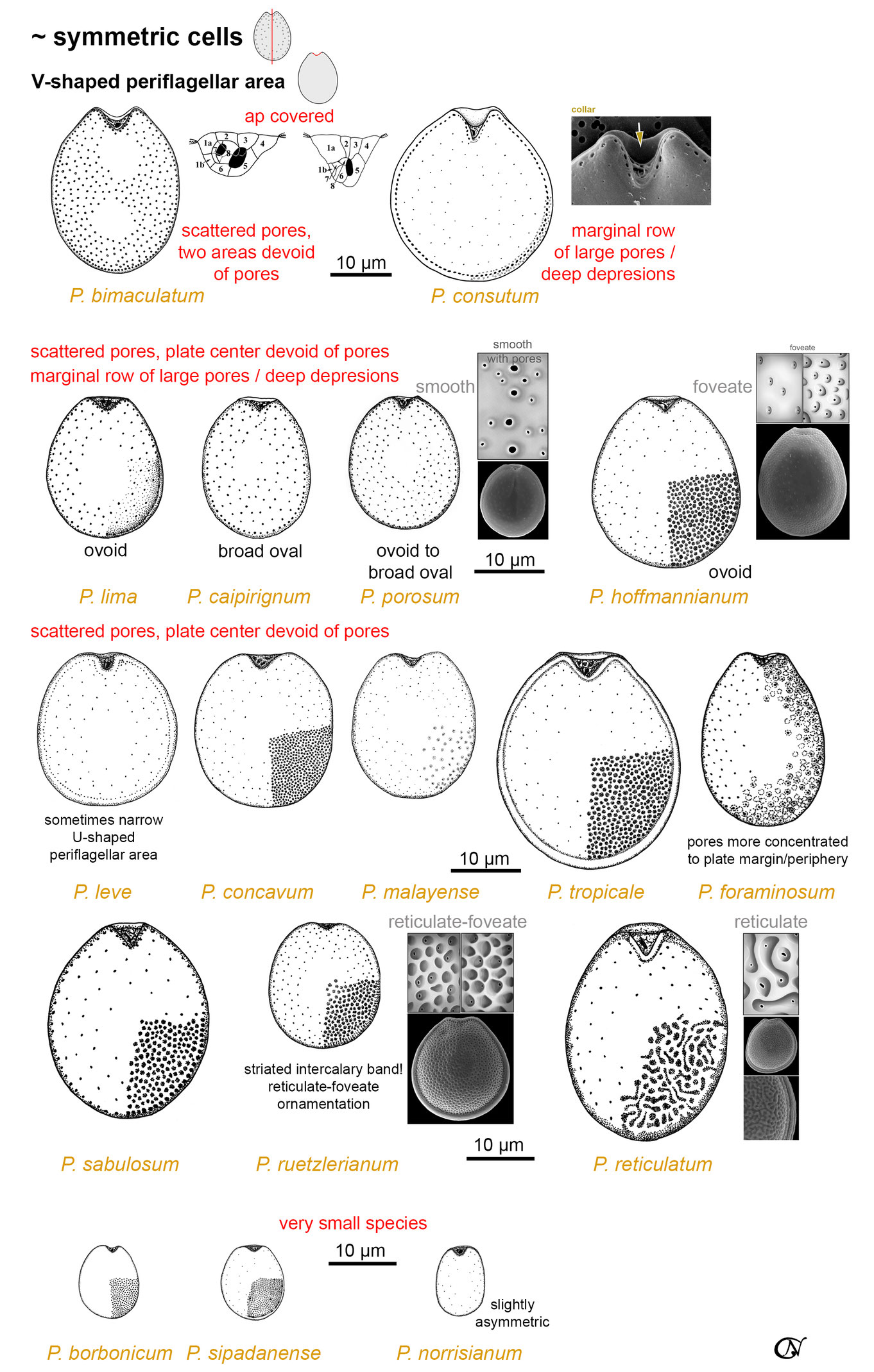Prorocentrum ident spp pages - dinophytas Webseite!