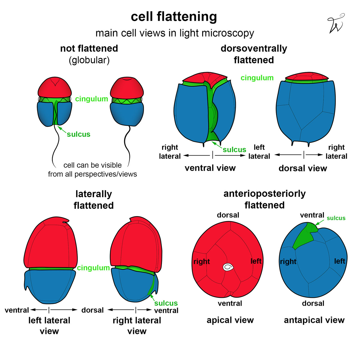 cell orientation flagellation etc - dinophytas Webseite!