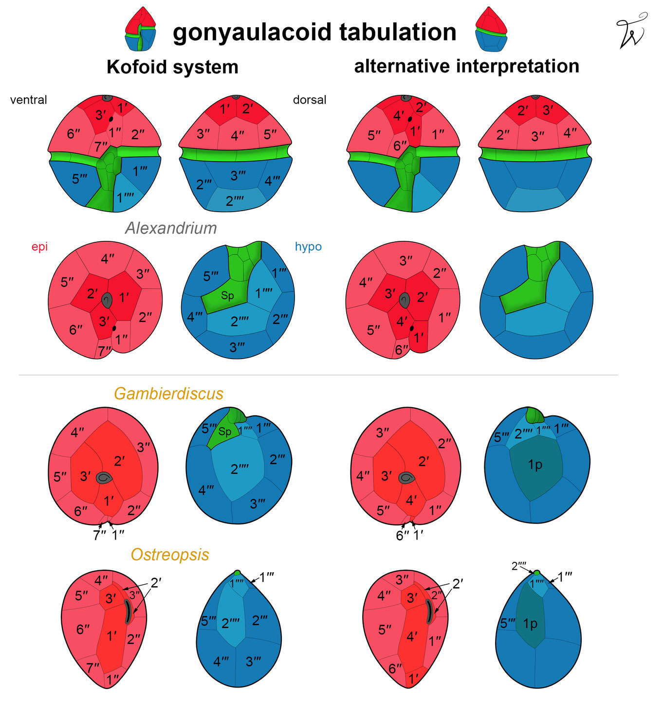gonyaulacoid tabulation - dinophytas Webseite!