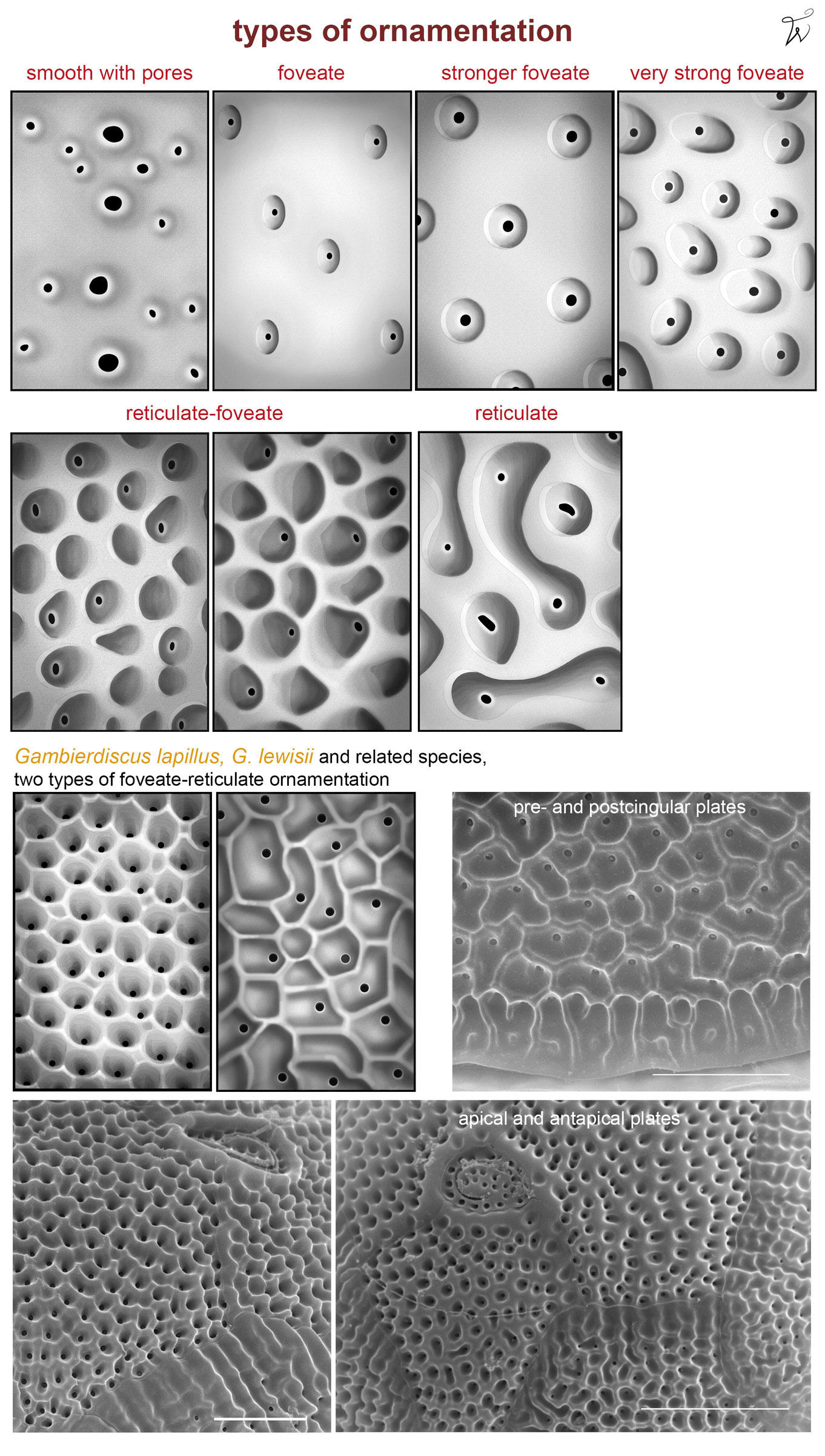 ornamentation - dinophytas Webseite!