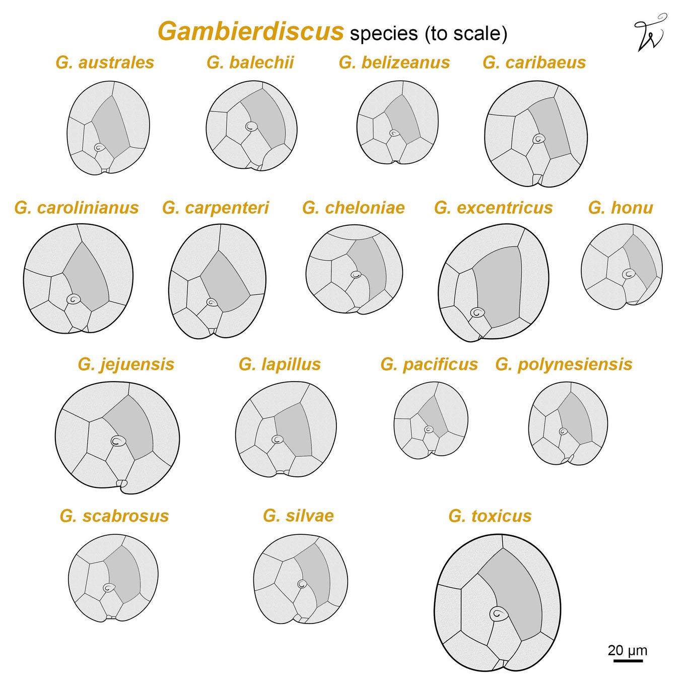 Identification help for Gambierdiscus species - dinophytas Webseite!