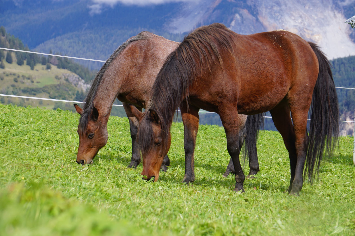 Urlaub mit Pferden in Parsonz - Parelli Schweiz- Sarah Brummer