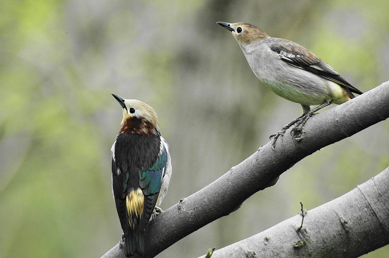 TOP - agropsar-philippensis ページ！