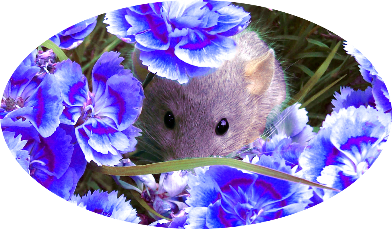 L'Alimentazione del Ratto - Ratto che Passione!