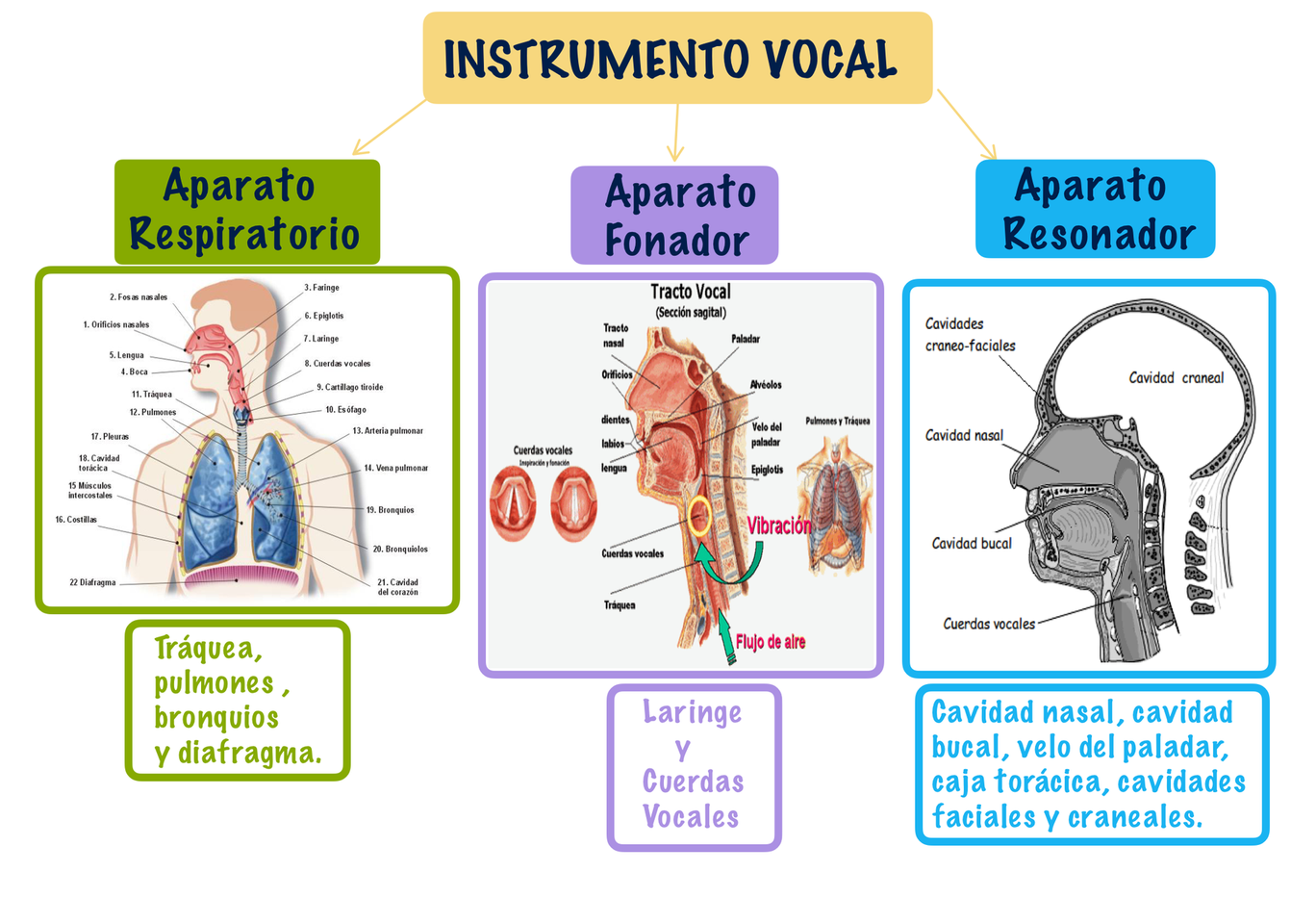 tema 5. La voz humana - Página web de luciadiazmusica