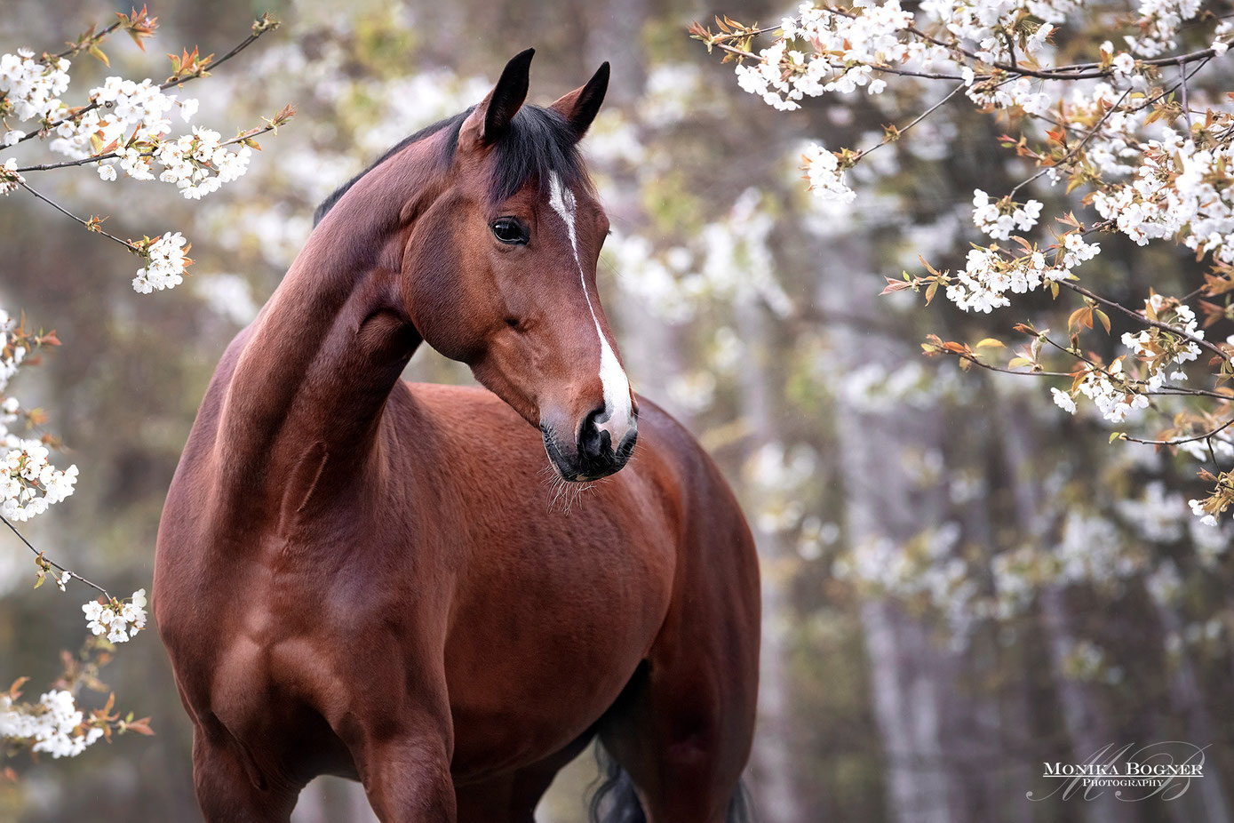 Pferde in der Natur - Monika Bogner Photography