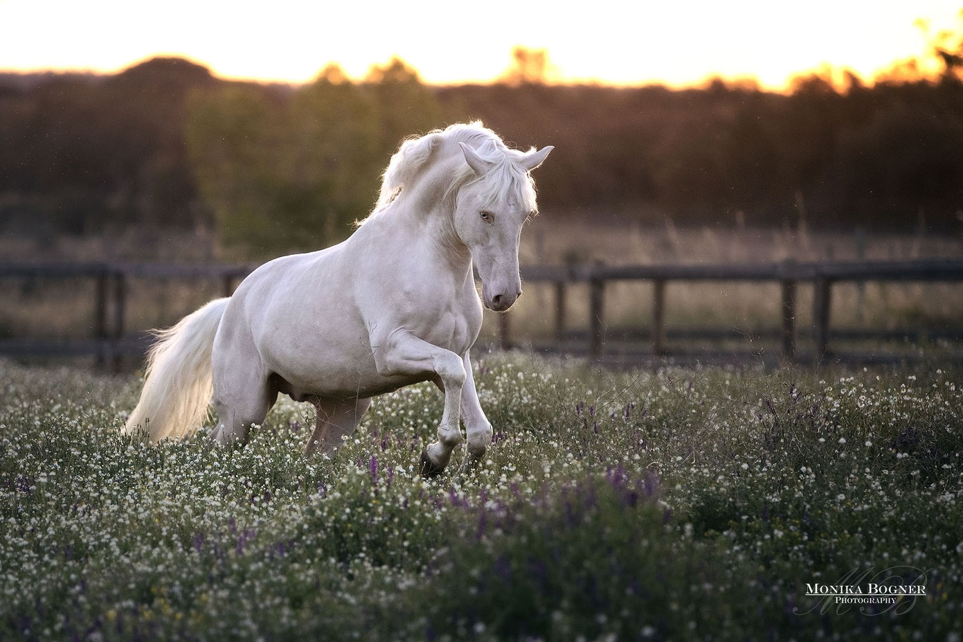 Pferde in der Natur - Monika Bogner Photography - Pferdefotografie und ...