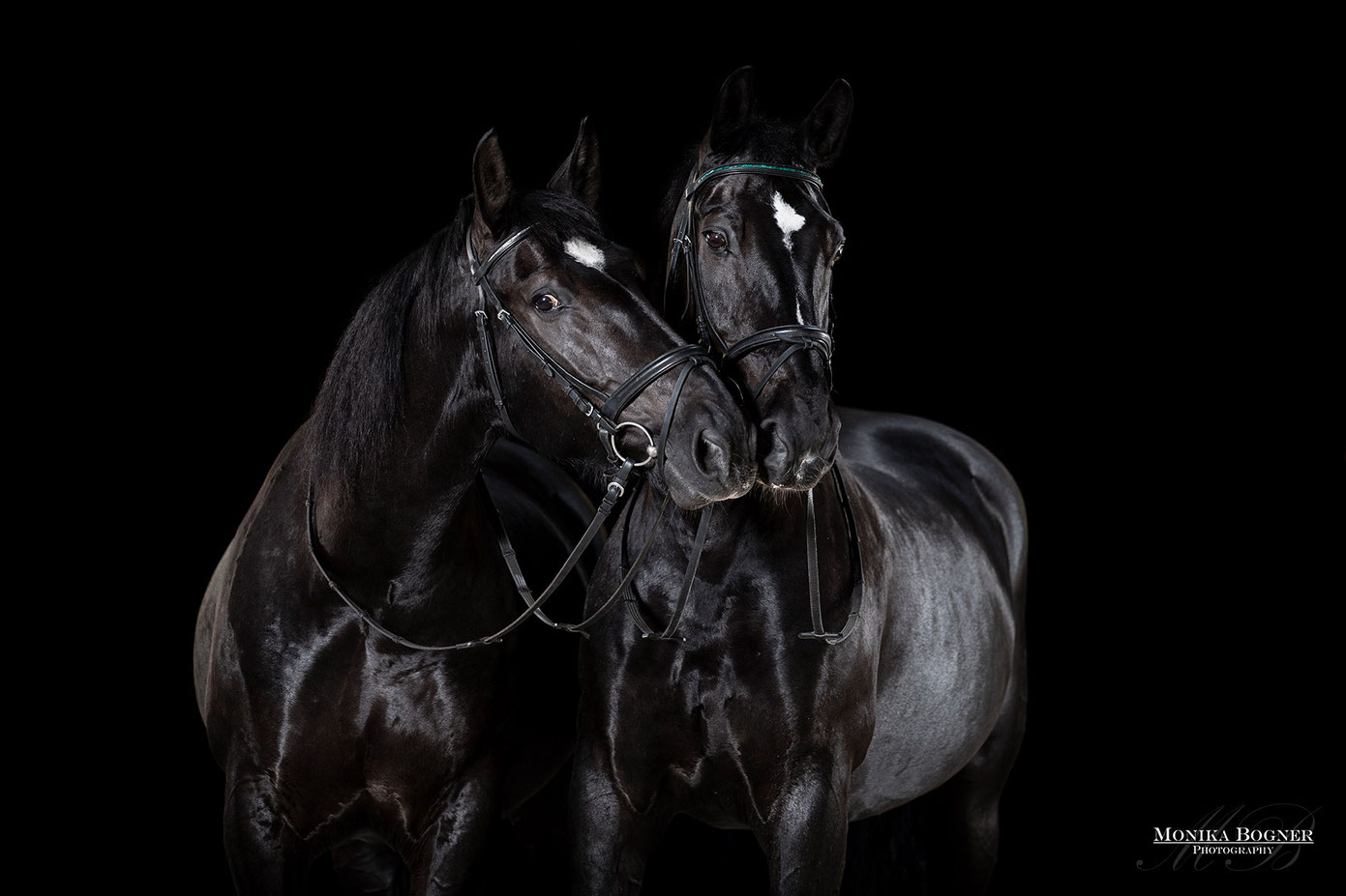 Pferde im Studio - Monika Bogner Photography