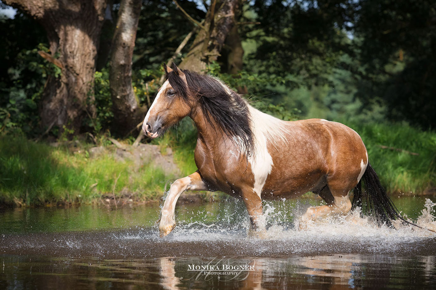Pferde in der Natur - Monika Bogner Photography