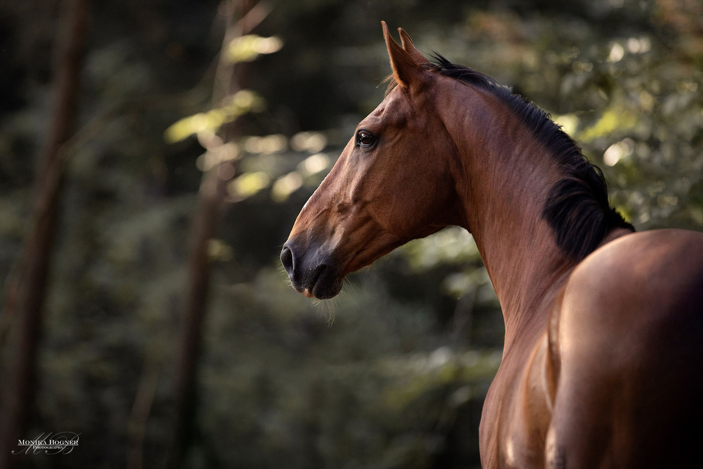 Pferde in der Natur - Monika Bogner Photography