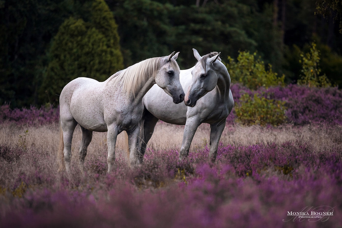 Pferde in der Natur - Monika Bogner Photography
