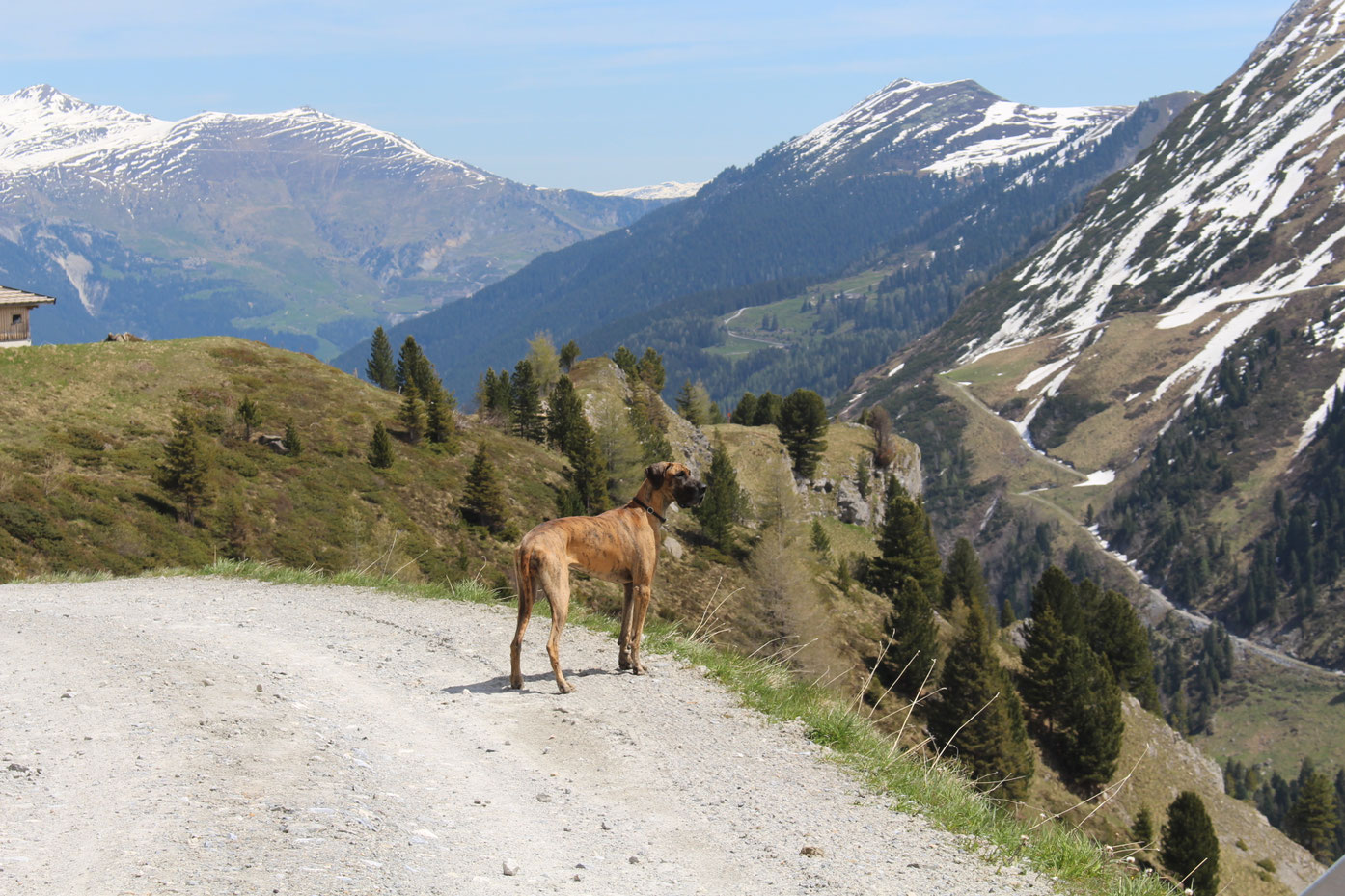 Hundeschule Winterthur / Brütten - HuSchuMaFu Hundeschule Maren Fuchs!