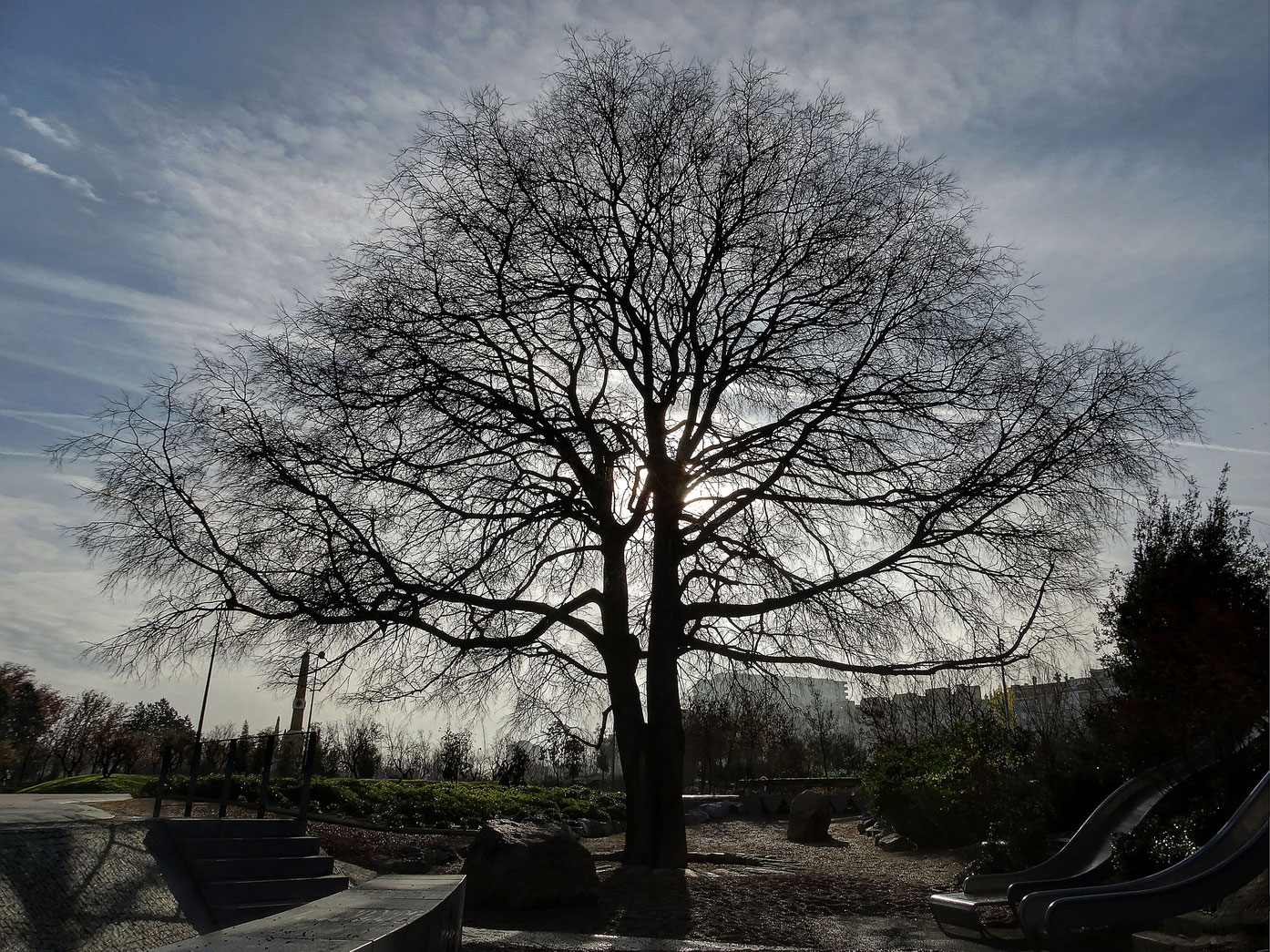 ÁRBOLES SINGULARES DE LA COMUNIDAD DE MADRID - Árboles Singulares de la ...