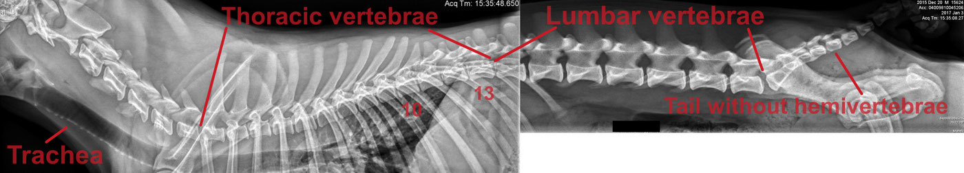 Hemivertebrae - gesunde-bulldoggen-coms Webseite!