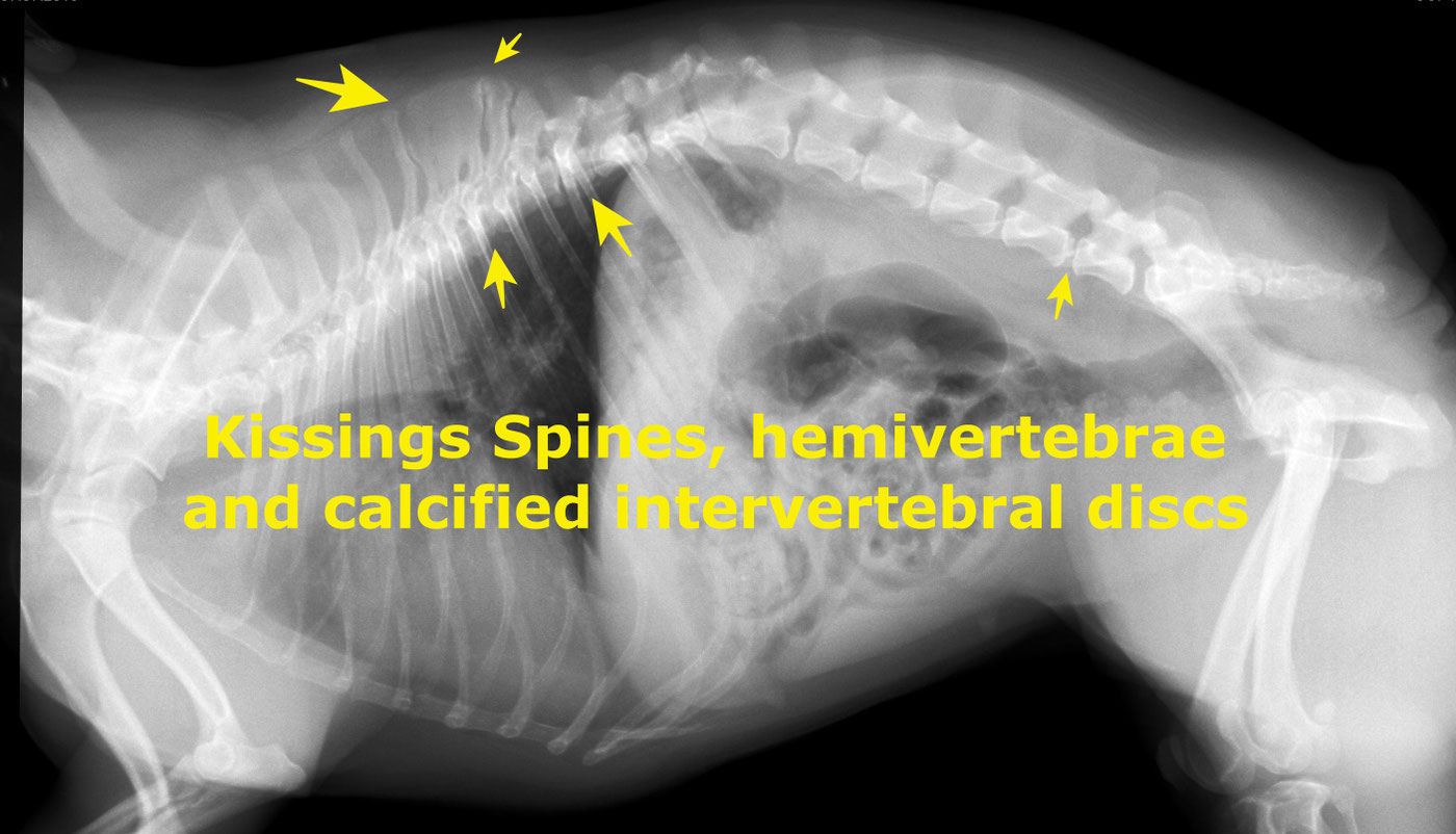 Hemivertebrae - gesunde-bulldoggen-coms Webseite!