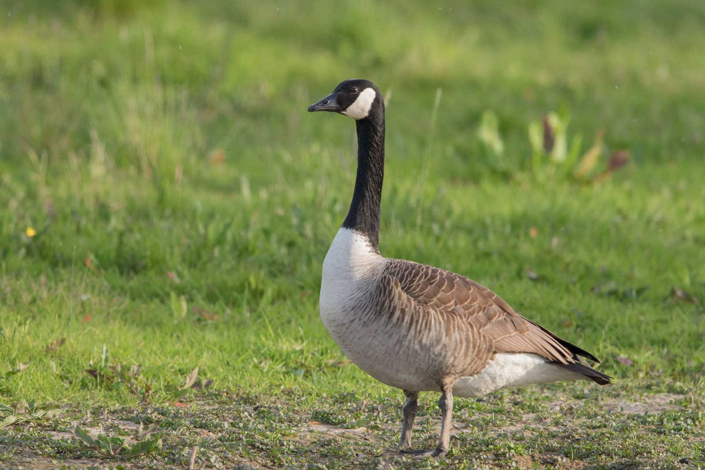 Kanadagans (Branta canadensis) – Verbreitung, Lebensraum & Steckbrief ...
