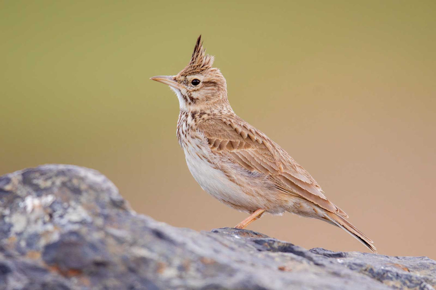 Lerchen - Steckbrief, Verbreitung, Bilder, Gesang - in Deutschland