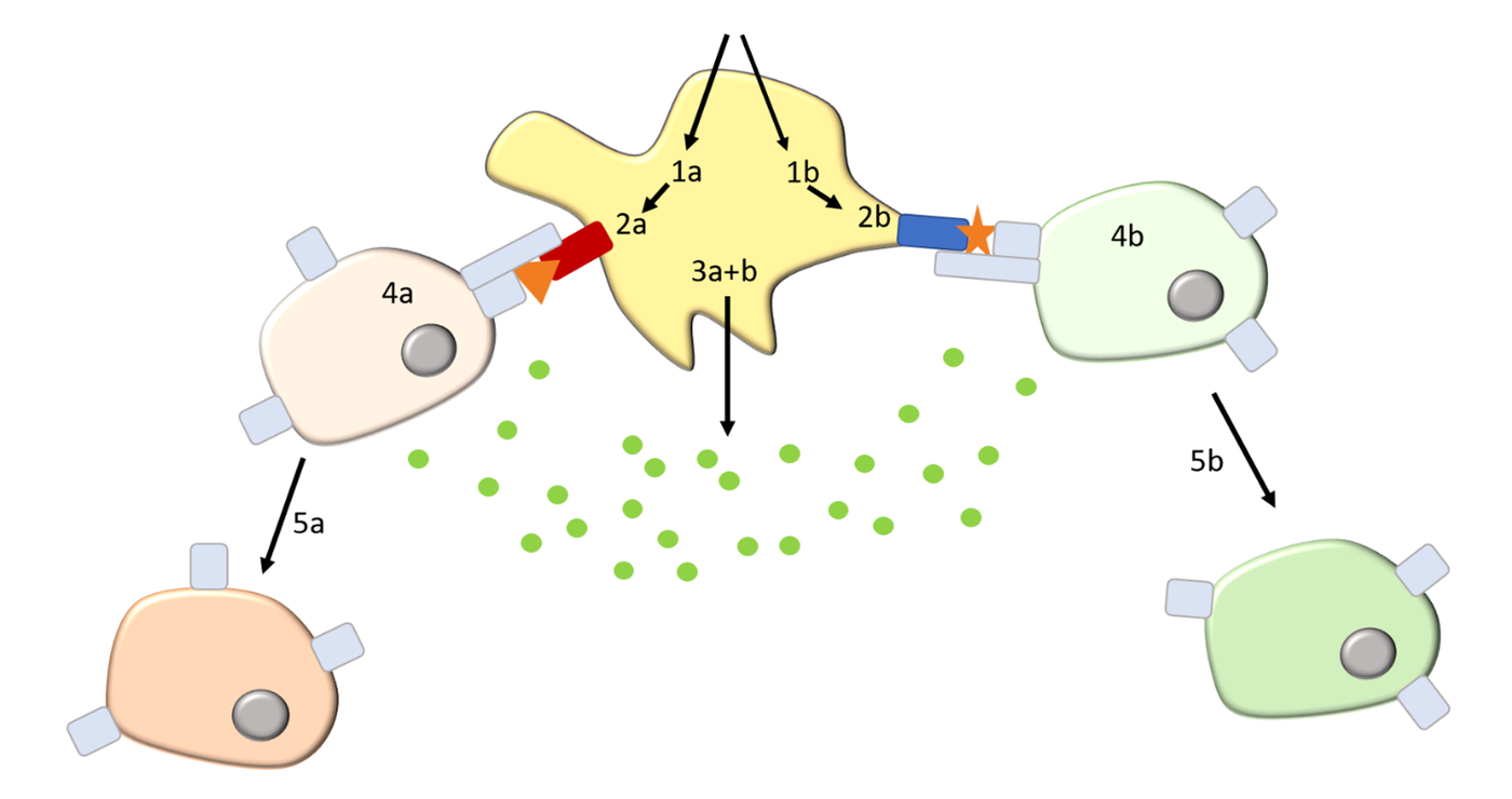 6. Immunbiologie - Biologie-Unterricht im digitalen Zeitalter