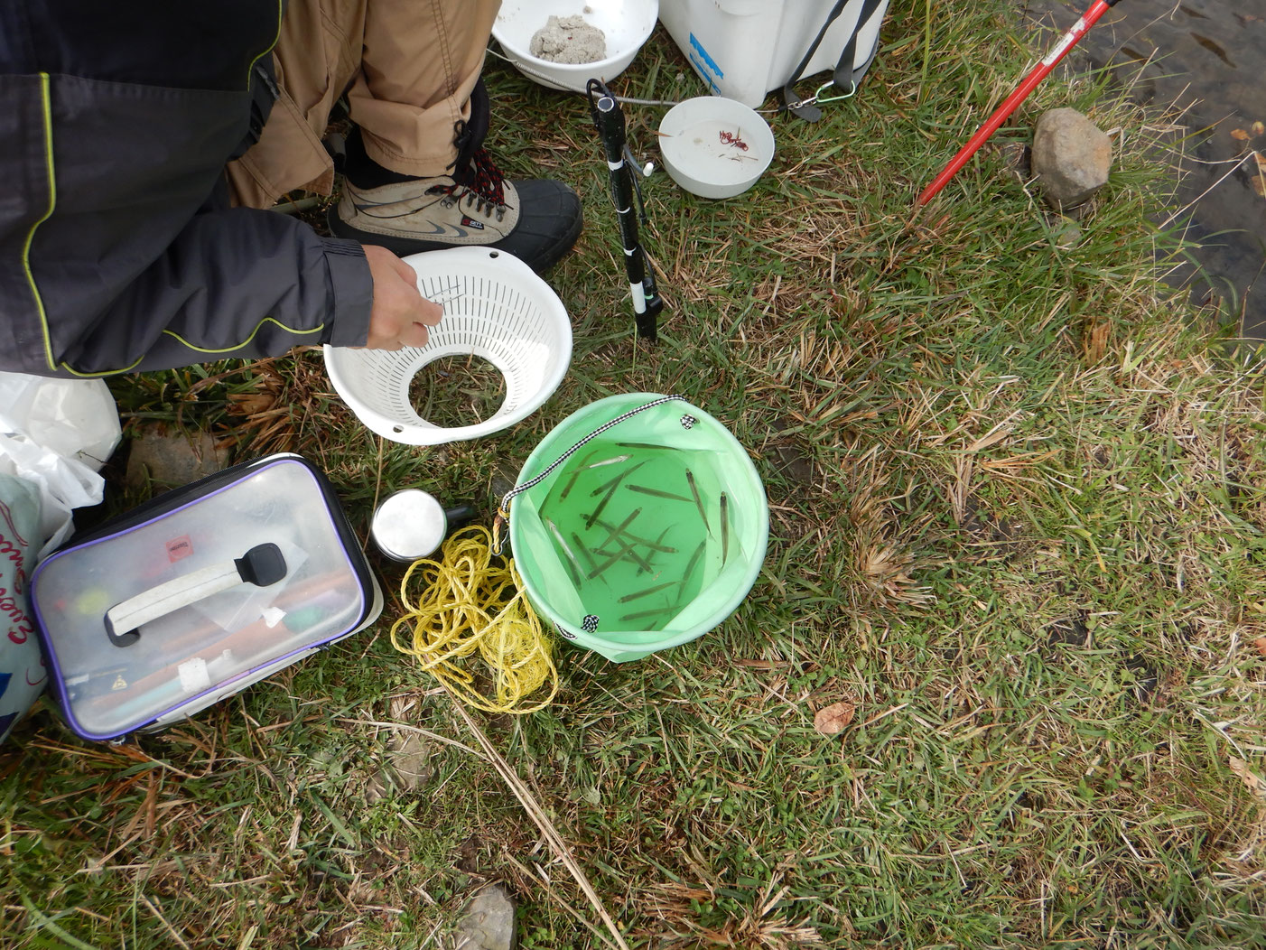 ワカサギ釣果 - 黒滝遊漁場（滋賀県甲賀市）