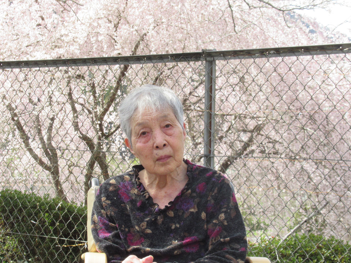 お花見 - 新城市の特別養護老人ホーム『くるみ荘』公式ホームページ