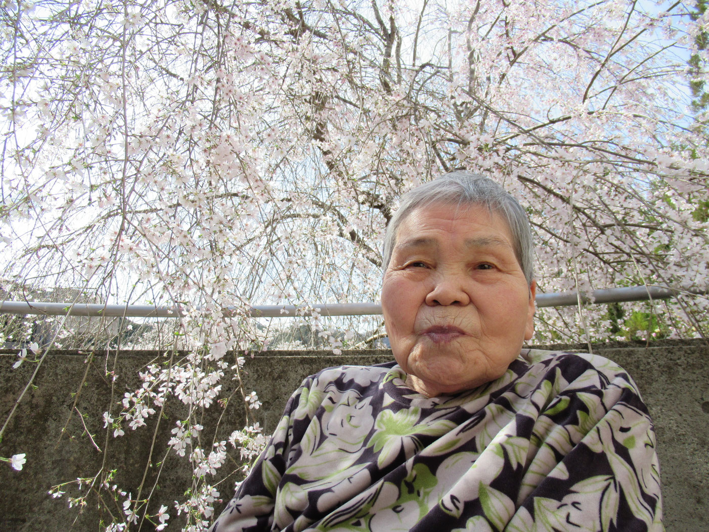 お花見 - 新城市の特別養護老人ホーム『くるみ荘』公式ホームページ