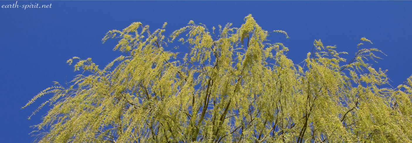 The Willow Tree - earth-spirit.net