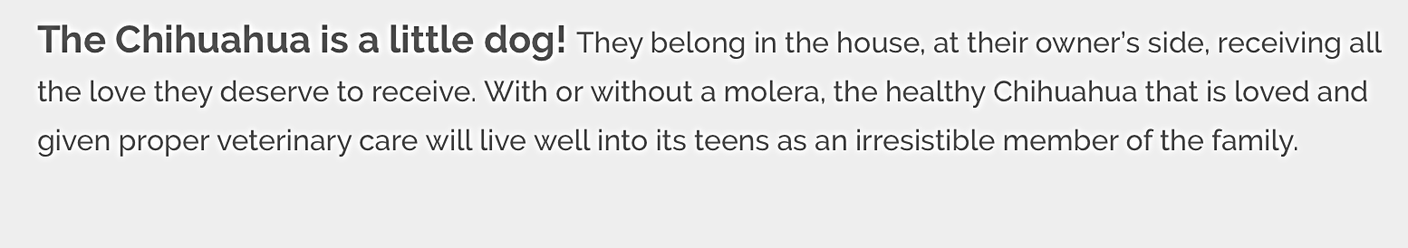 -MOLERA- - chihuahuaworld