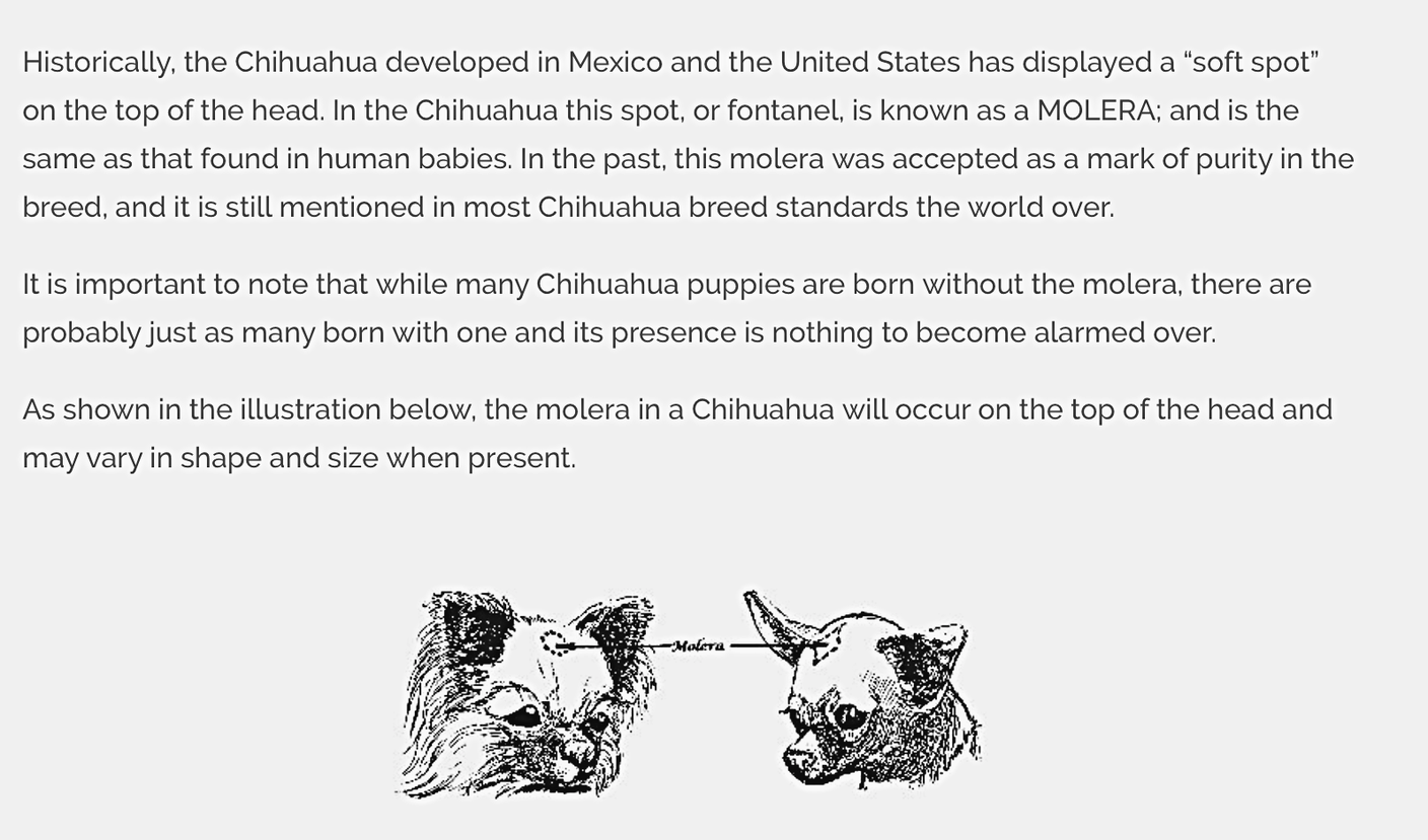 -MOLERA- - chihuahuaworld