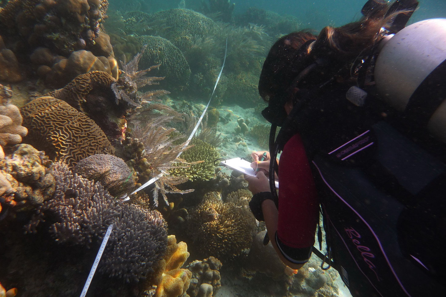 CORALS ID IN THE HEART OF THE “CORAL TRIANGLE” - Welcome on Reef Check ...