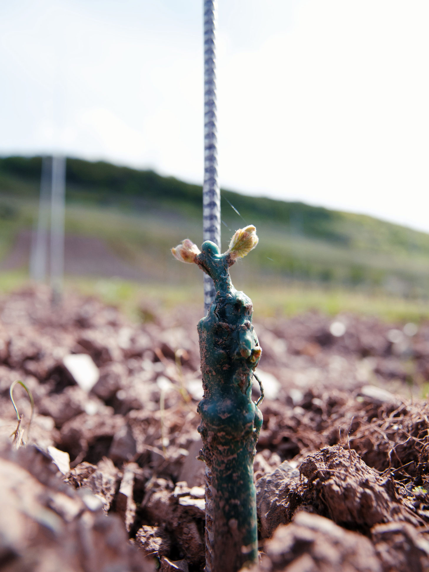 Neue WEINBERGE - Weingut Arns