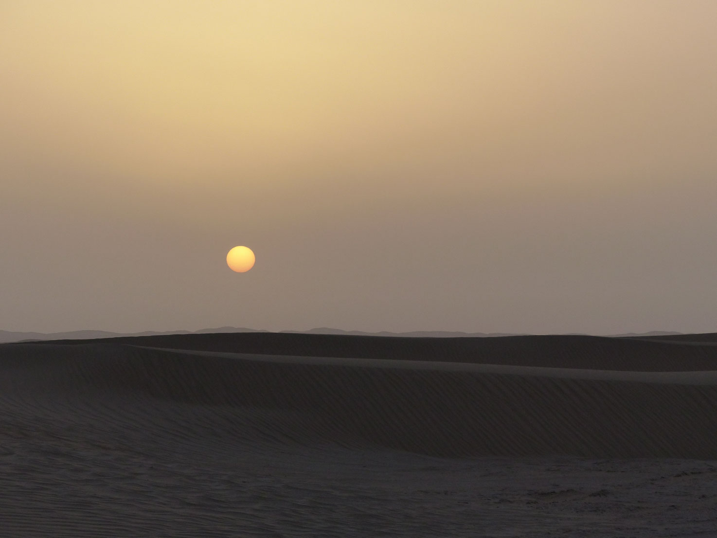Poecilus (Ancholeus) wollastoni Wollaston, 1854 - Site de insectedumaroc