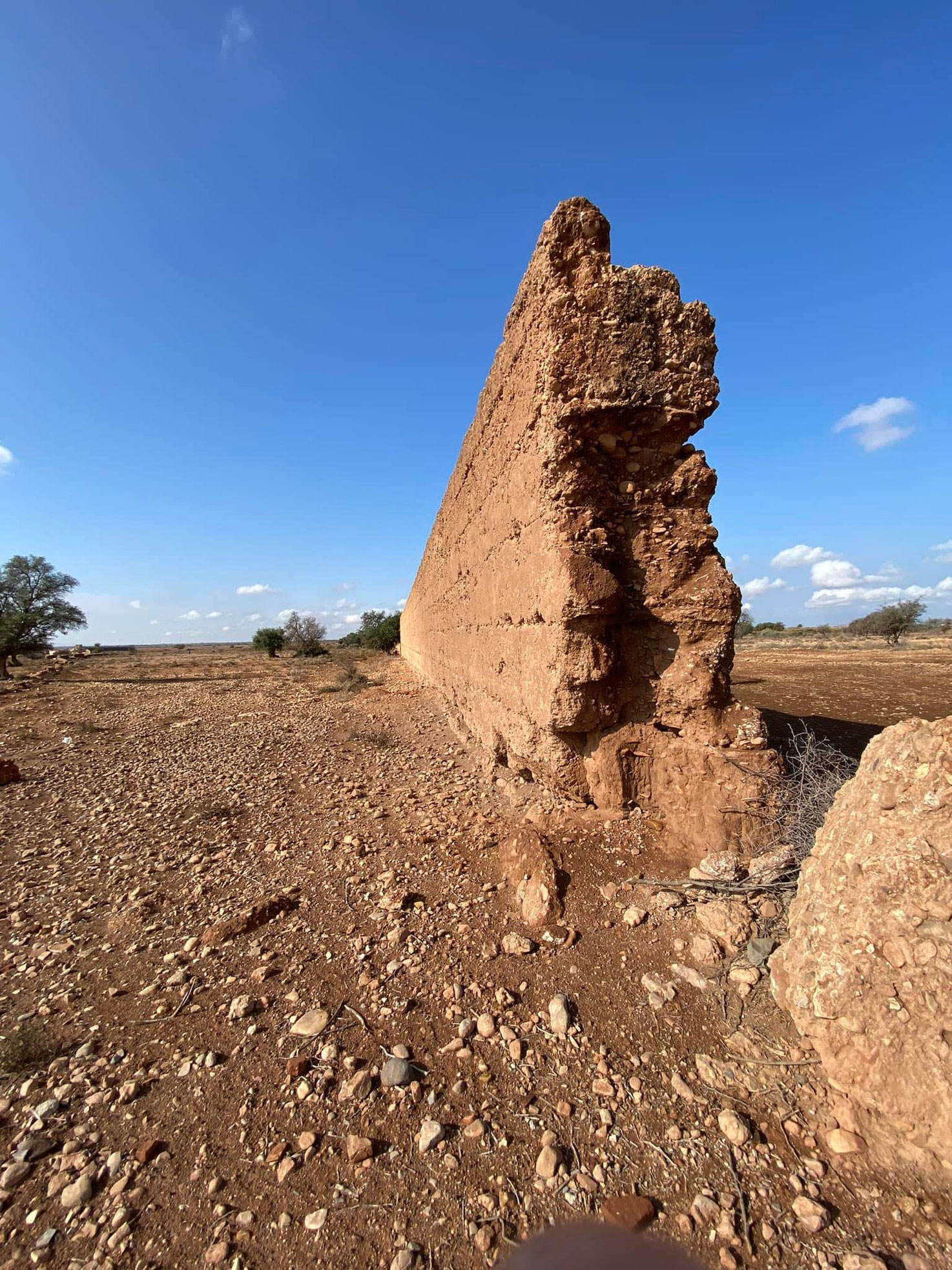 Novembre 2021 - Site de insectedumaroc
