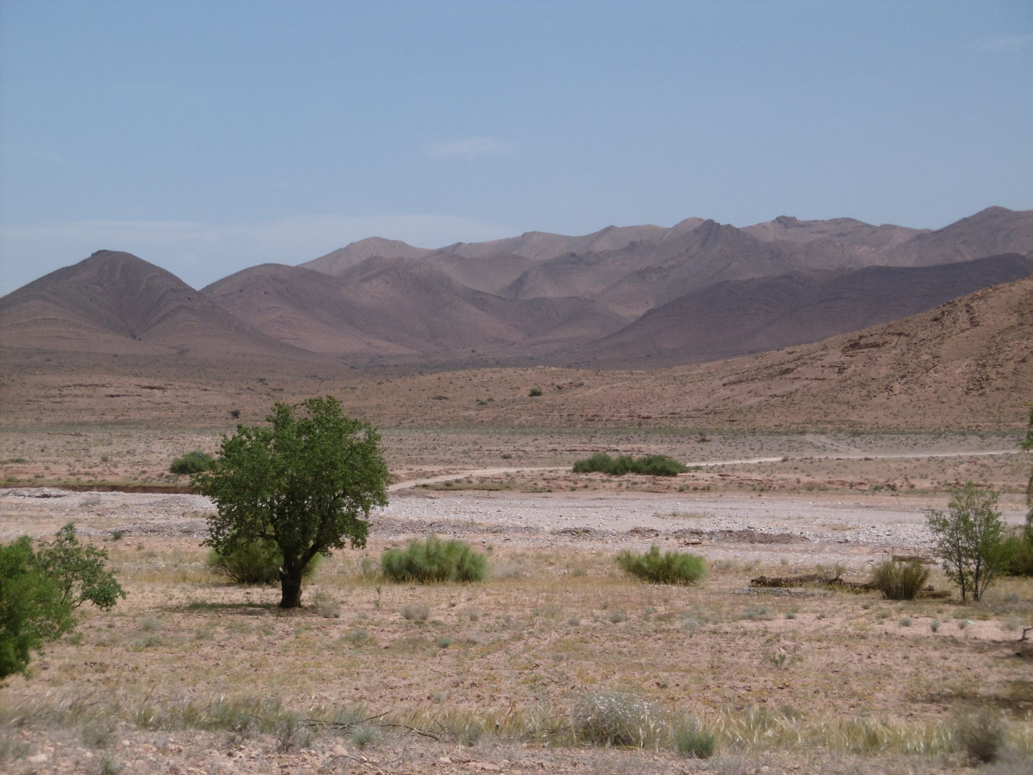 Anthoplia floricola (Fabricius, 1787) - Site de insectedumaroc