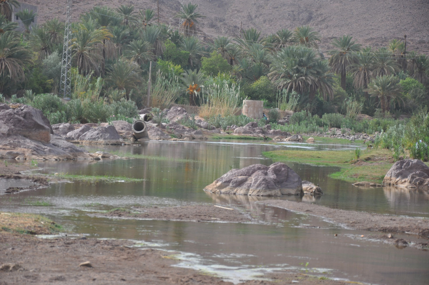 Octobre 2022 - Site de insectedumaroc