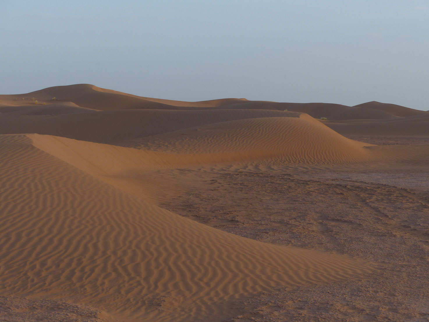 Siagona europae Dejean, 1826 - Site de insectedumaroc