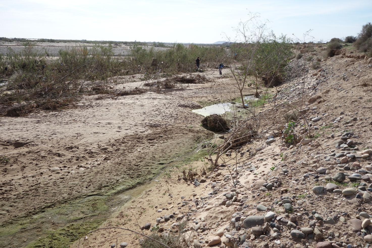 Lixus (Epimeces) scolopax Boheman, 1835 - Site de insectedumaroc